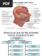 Anatomía y Funciones del Músculo Masetero | PDF | Anatomía | Cabeza y ...