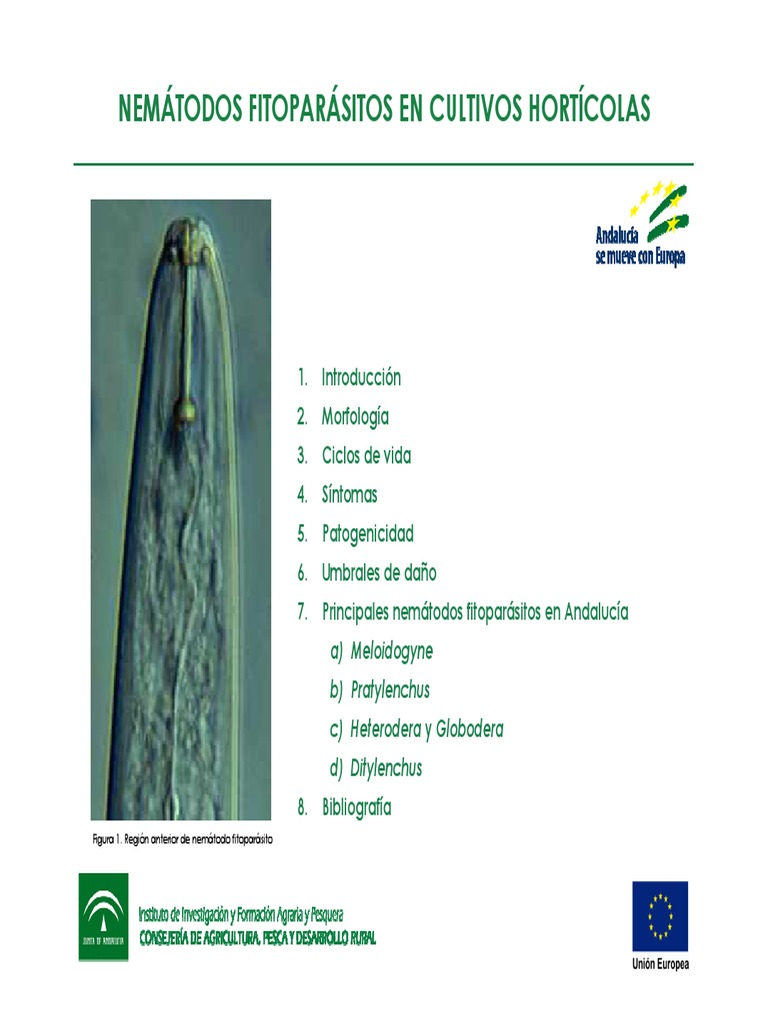 Nematodos Fitoparasitos en Cultivos Hortícolas PDF | Nematodo ...