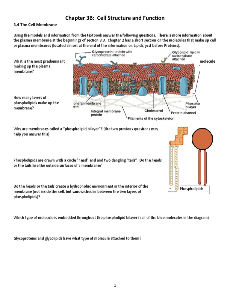 Chapter 3b Worksheet Openstax | PDF | Cell Membrane | Phospholipid