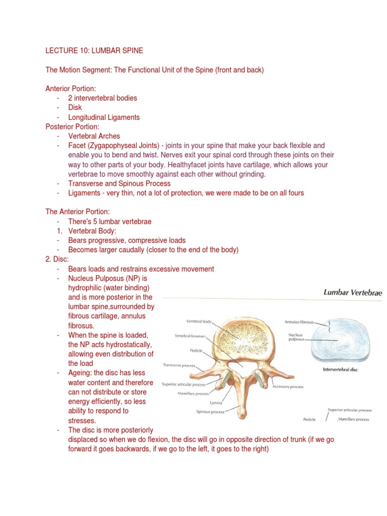 Biomechanics Notes | PDF | Vertebra | Elbow
