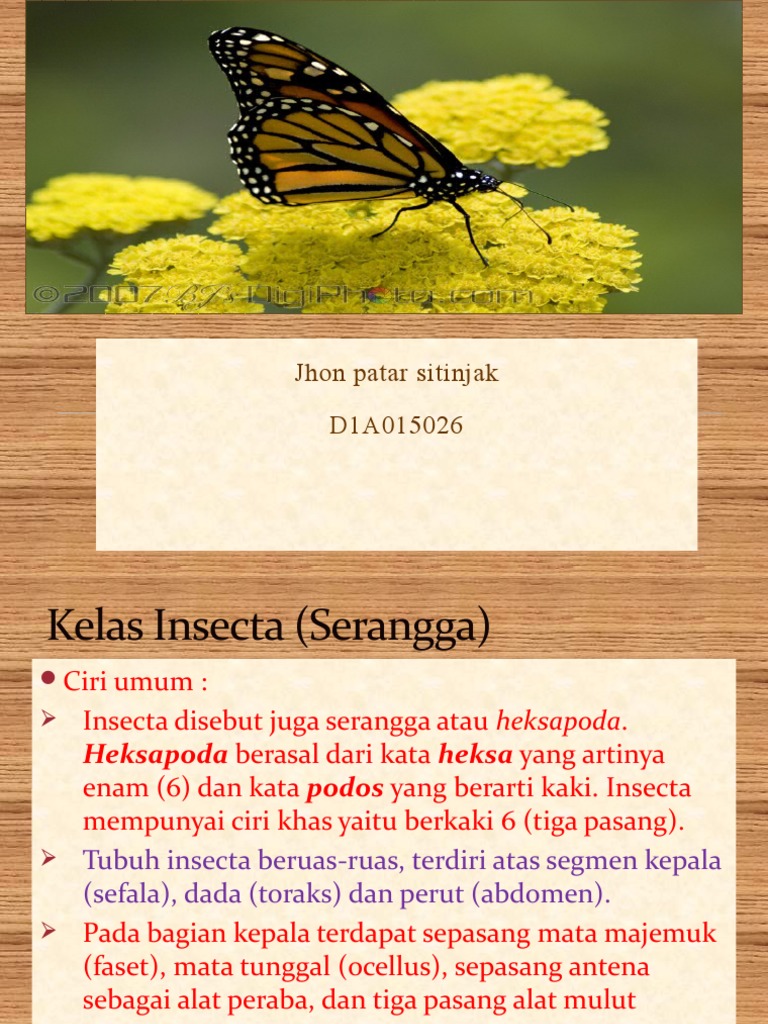 Bahan Ajar9 Arthropoda Kelas Insecta (Serangga) | PDF