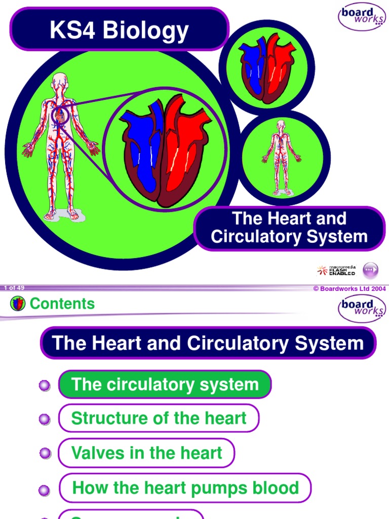 KS4 The Heart and Circulatory System | PDF | Atrium (Heart) | Heart