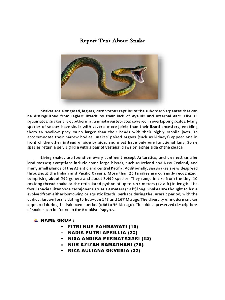 Report Text About Snake | PDF | Snake | Squamata