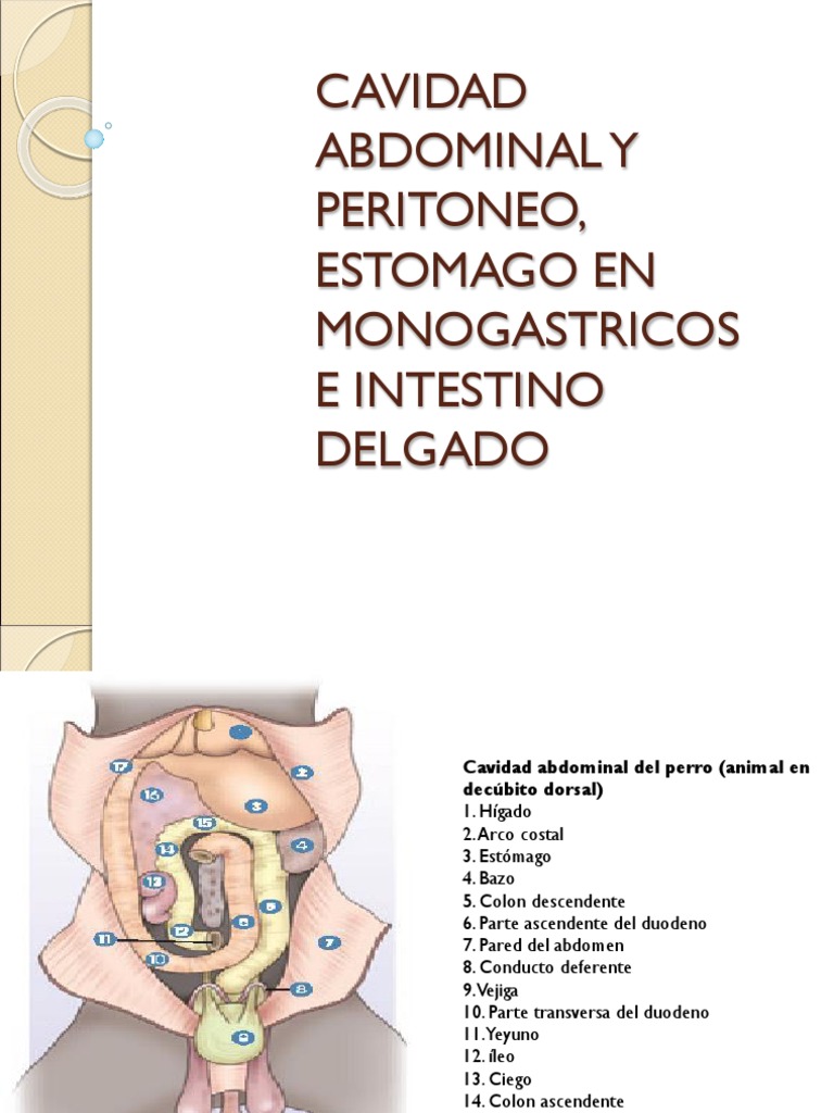 Anatomía del Peritoneo y Estómago Canino | PDF | Peritoneo | Abdomen