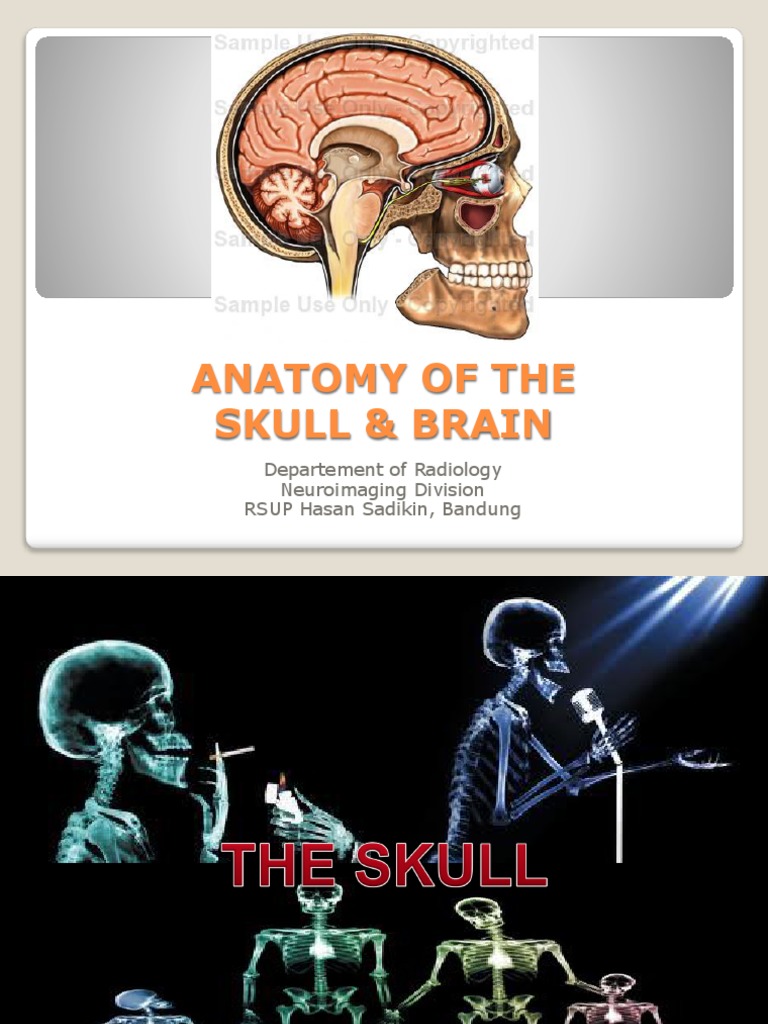 Anatomy of The Skull & Brain | PDF | Neurology | Brain