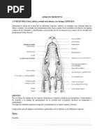 Reproduccion y Desarrollo Embrionario Del Mamifero Leon | PDF ...