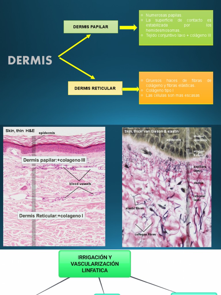DERMIS.pptx | Sangre | Piel