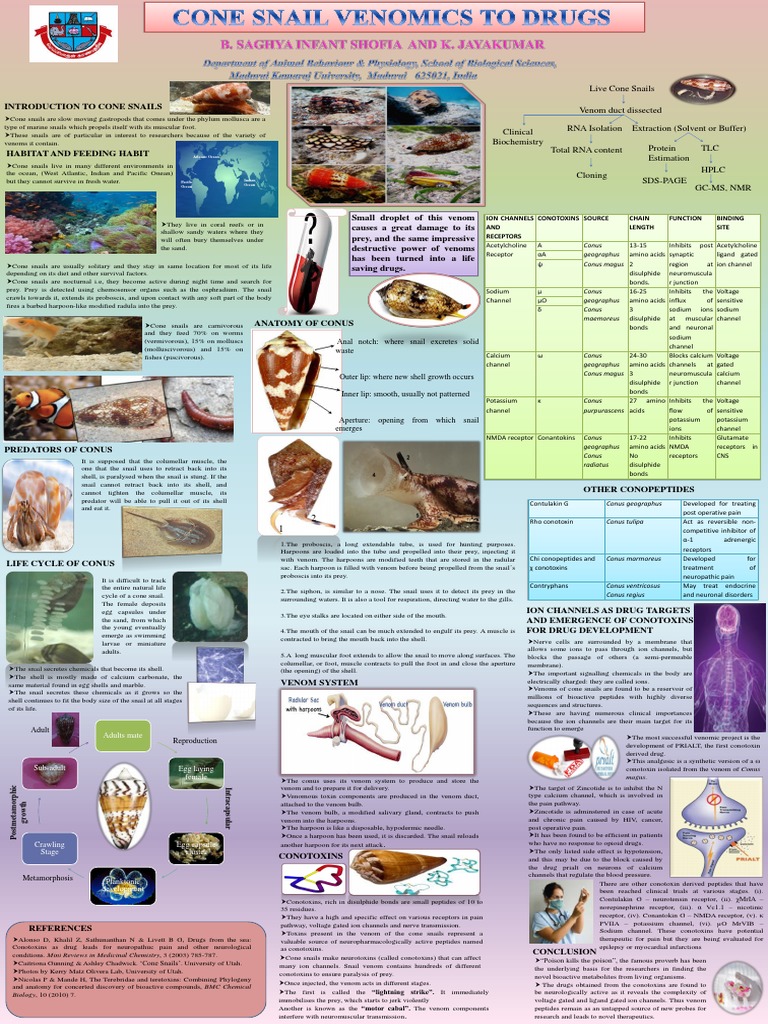 Cone Snails: Venom, Anatomy, and Drug Potential | PDF | Ion Channel | Venom