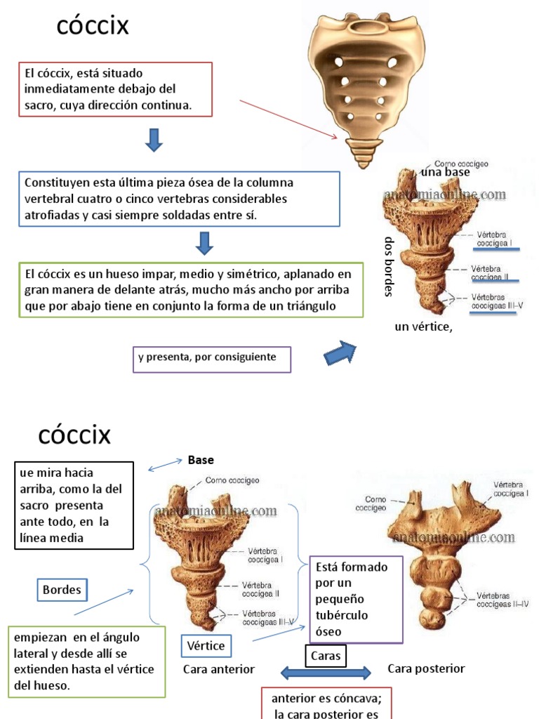Cóccix | PDF