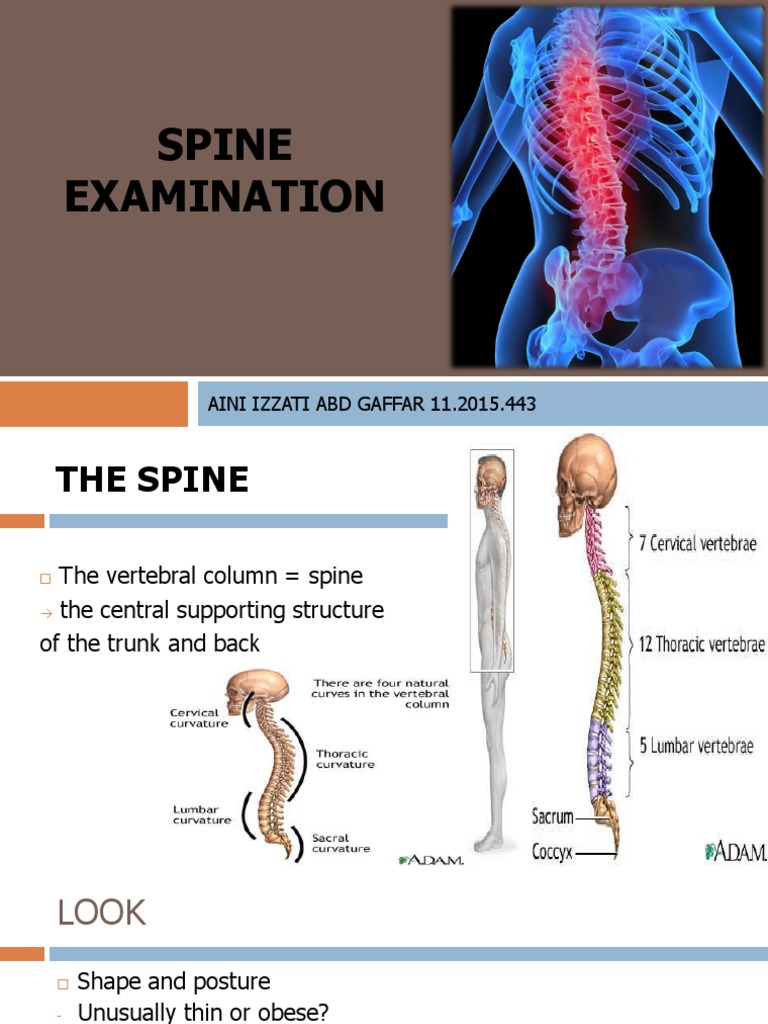 Comprehensive Spine Examination Guide | PDF | Spinal Cord | Anatomical ...