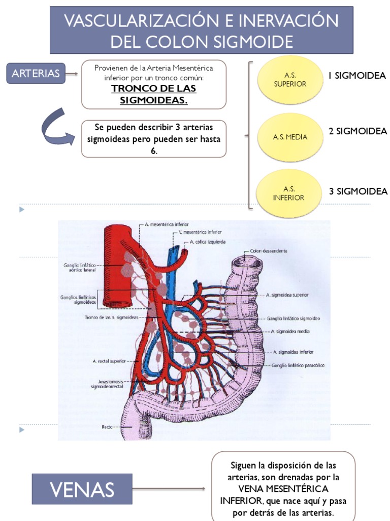 La vascularización e inervación del colon sigmoide: Sus principales ...