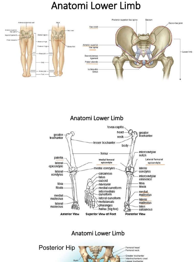 Anatomy of the Lower Limb | PDF | Human Leg | Lower Limb Anatomy