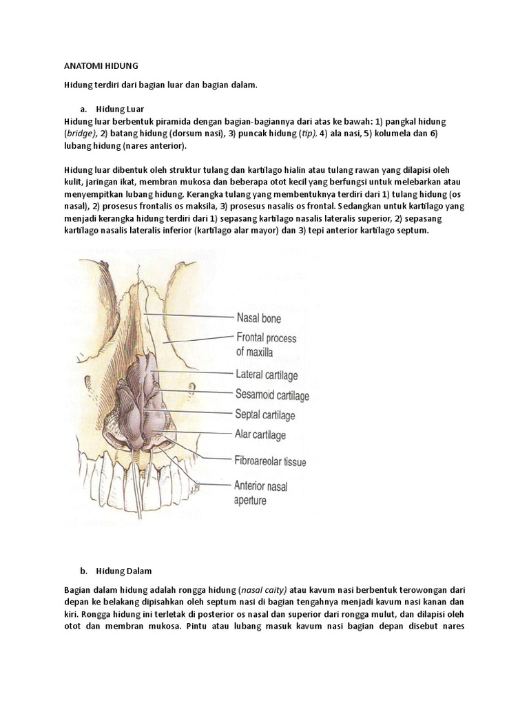 Anatomi Hidung | PDF