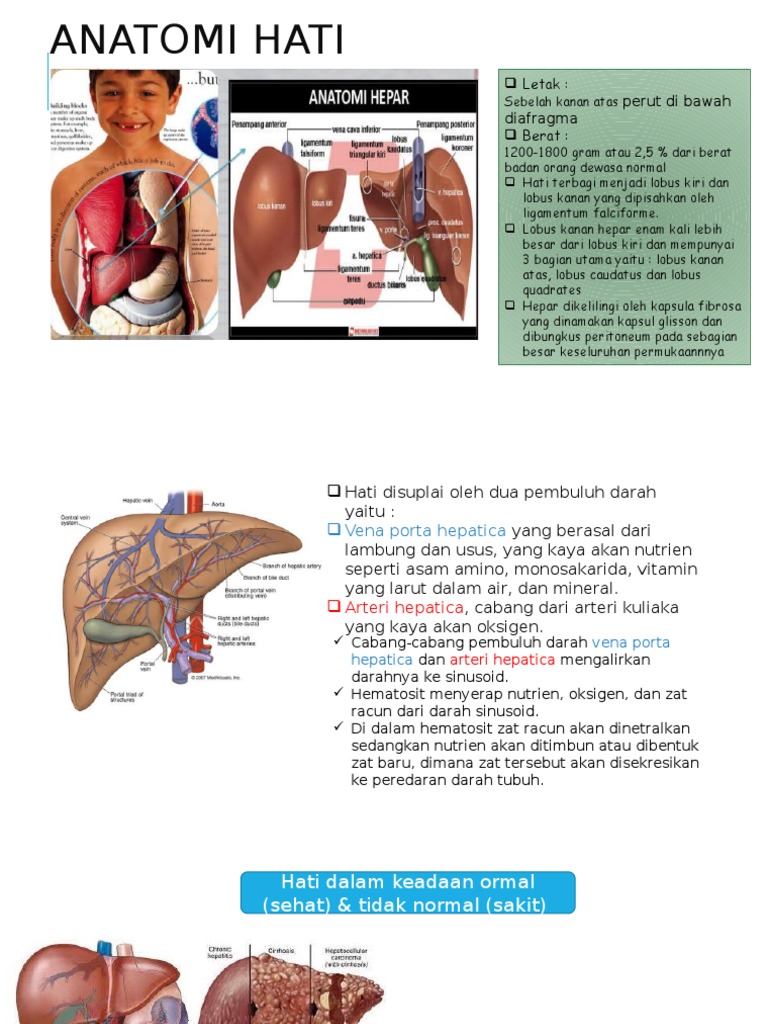 Anatomi Hati | PDF