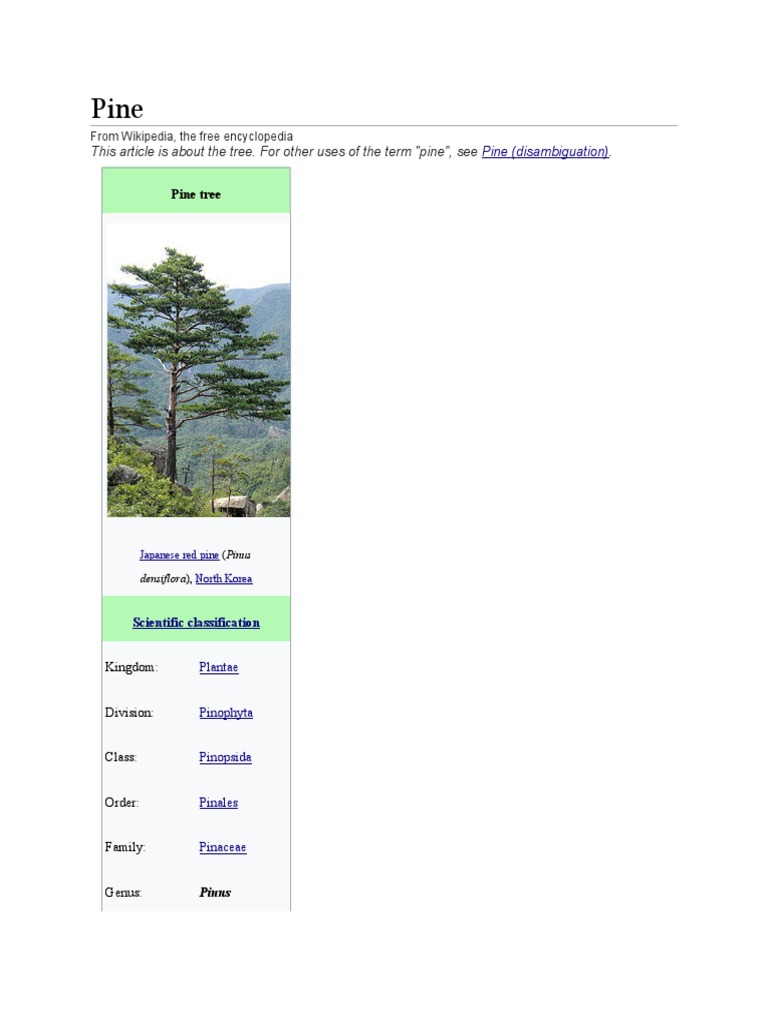 Pine Tree Overview | PDF