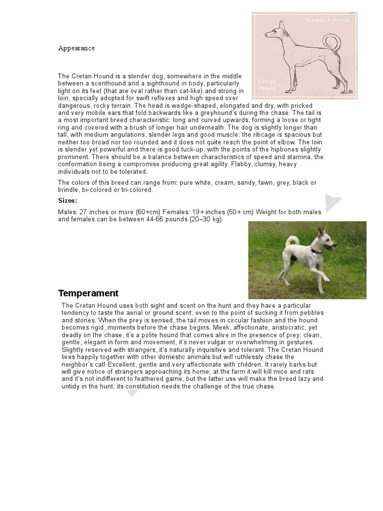 Appearance | PDF | Animal Breeds | Dogs
