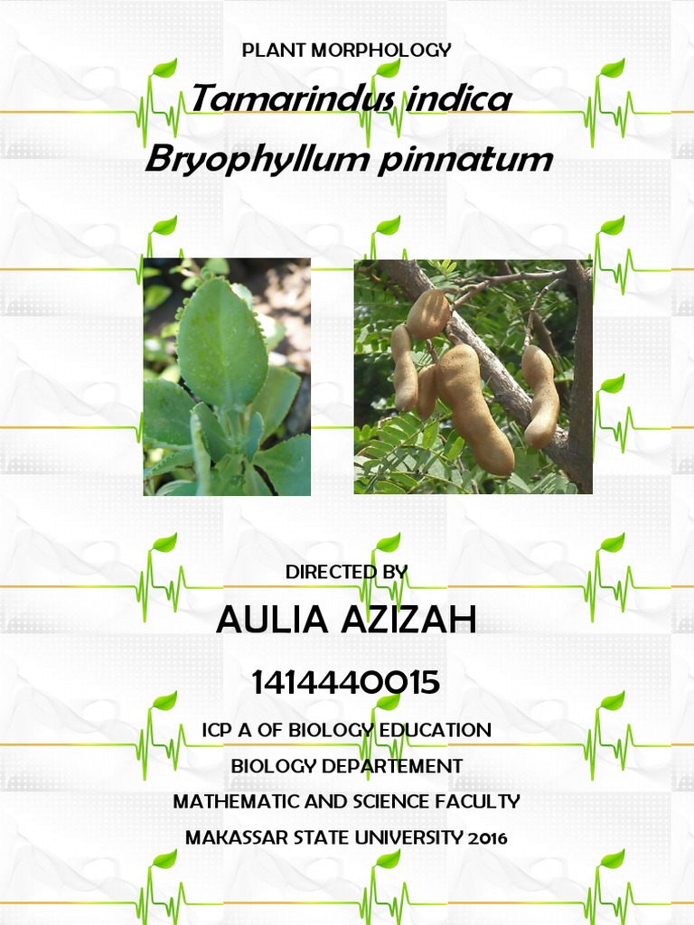Tamarindus Indica Bryophyllum Pinnatum: Aulia Azizah 1414440015 | PDF
