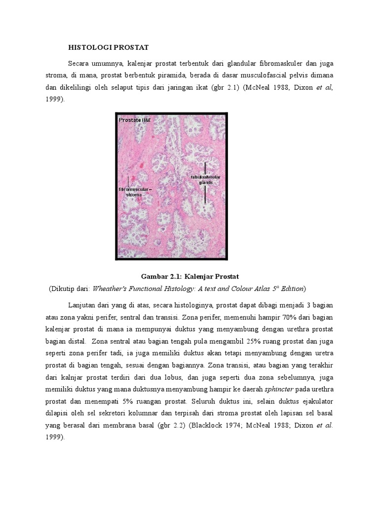 Histologi Kelenjar Prostat dan Zona Perifer | PDF | Ilmu Sosial
