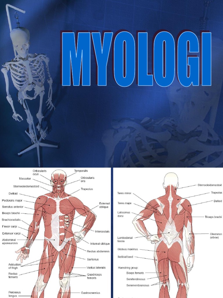 MYOLOGI | PDF