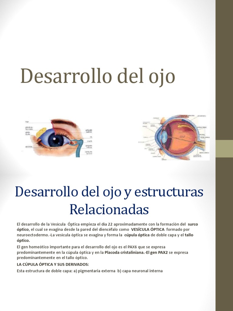 Desarrollo Del Ojo- EMBRIOLOGIA | Ojo humano | Epitelio