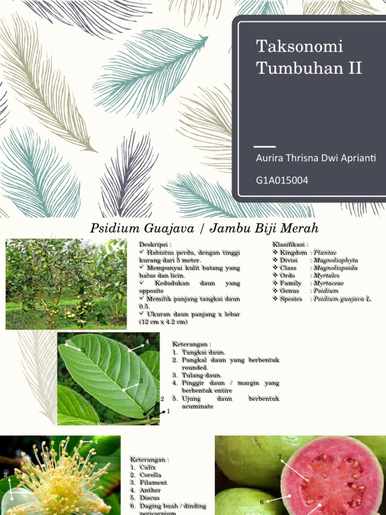 Taksonomi Tumbuhan II Psidium Guajava | PDF
