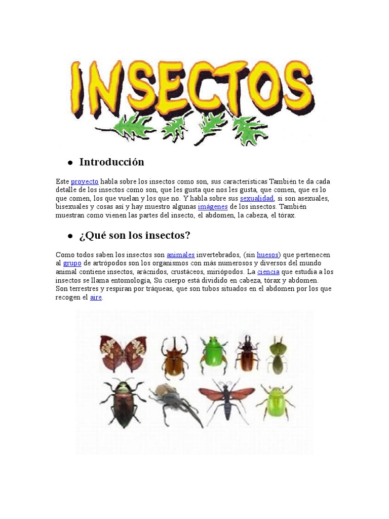 Insectos | Insectos | Zoología