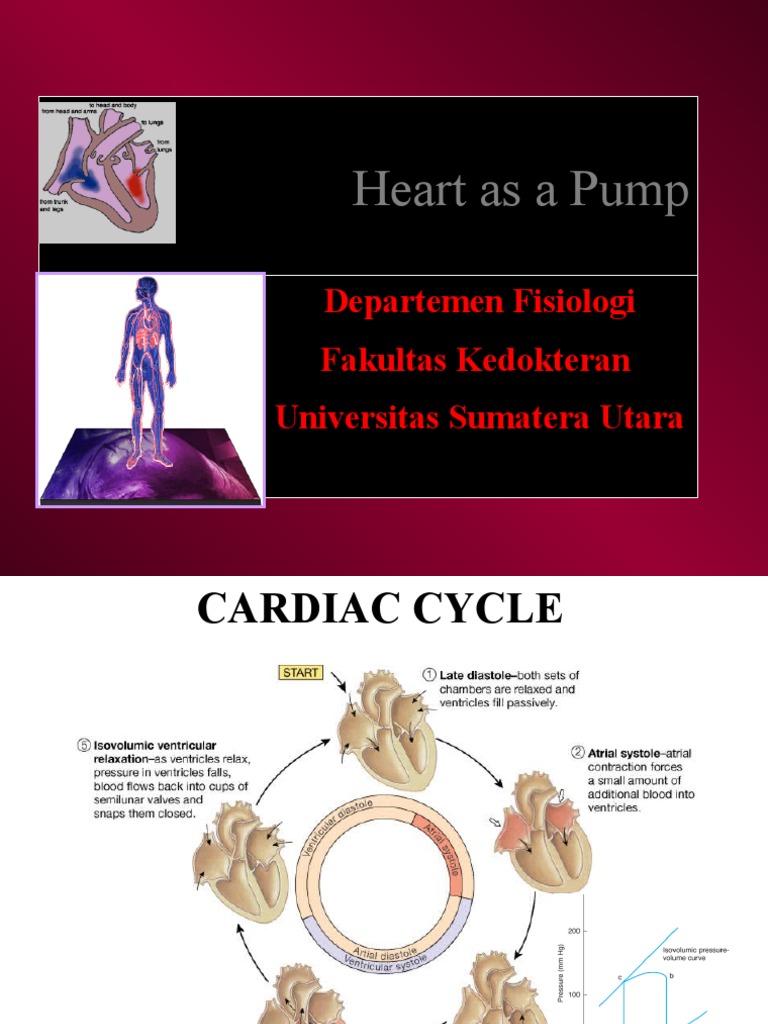 K-12 Heart As A Pump - CVS-K12 | PDF | Heart Valve | Heart