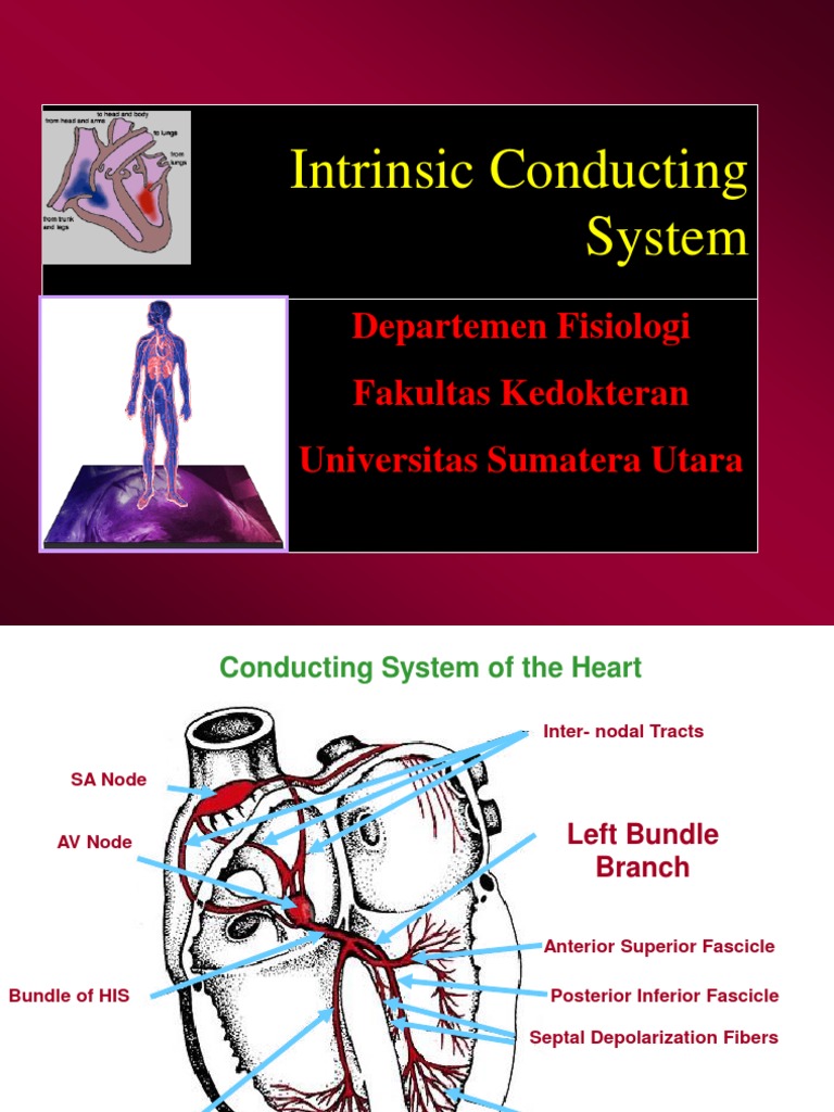 Heart's Intrinsic Conducting System & ECG | PDF | Electrocardiography ...