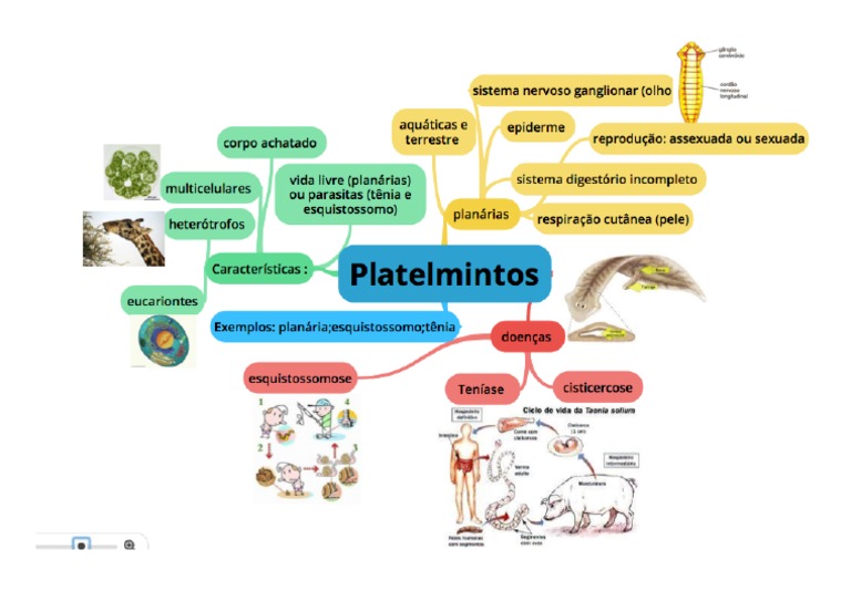 Platelmintos Mapa Conceitual | PDF