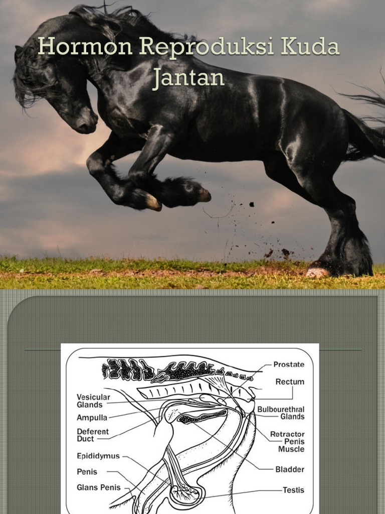 Hormon Reproduksi Kuda Jantan | PDF