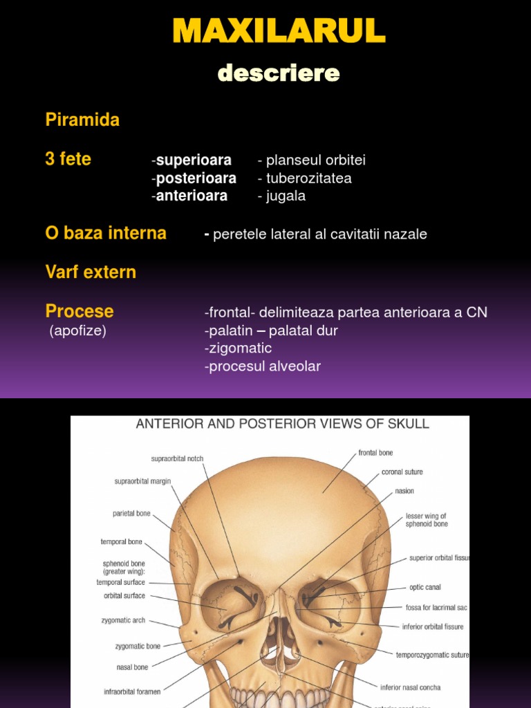 Anatomie Scurt | PDF