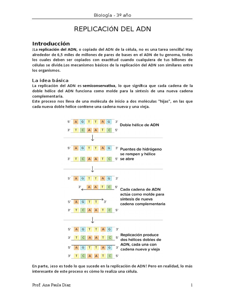 Replicación Del Adn | PDF | Replicación De Adn | Primer (Biología ...