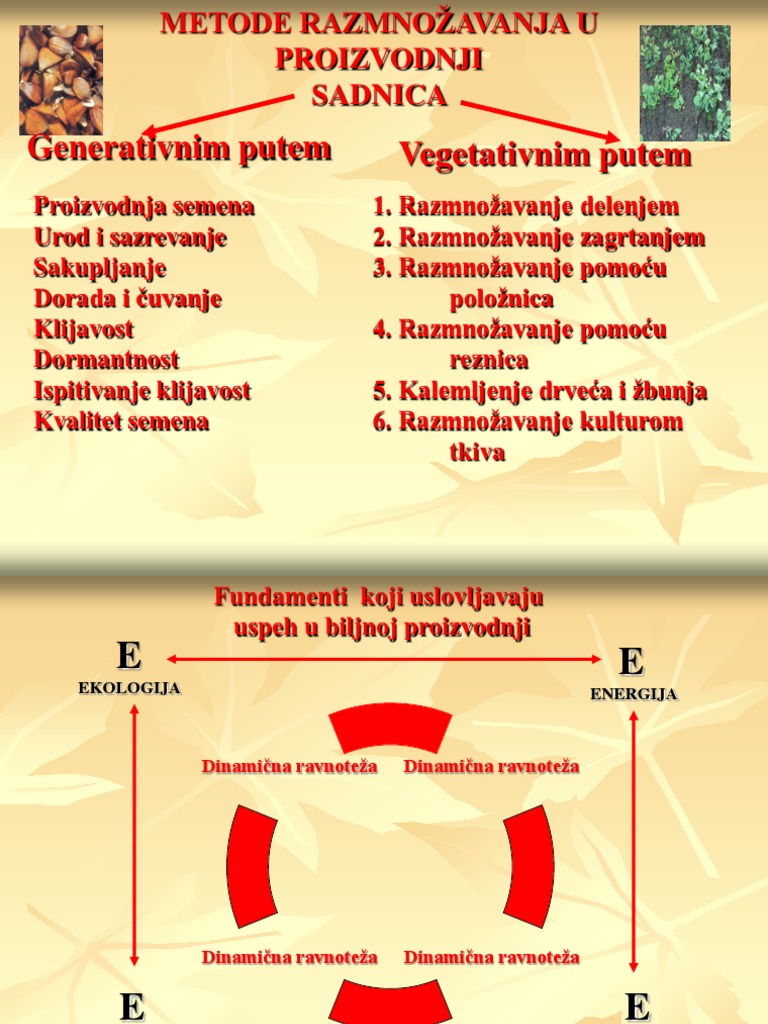 7 - Proizvodnja Sadnica U Rasadniku | PDF