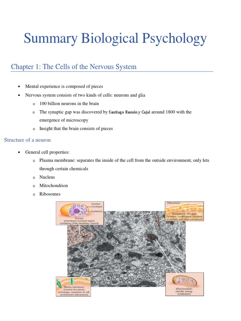 Summary Biological Psychology | PDF | Action Potential | Chemical Synapse