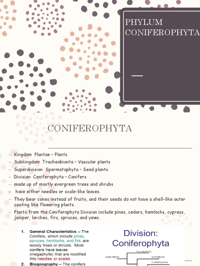 Coniferophyta & Angiospermophyta | PDF | Pinophyta | Seed