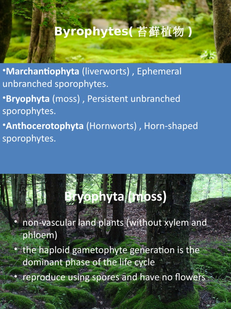 Byrophyta & Filicinophyta | PDF | Wellness