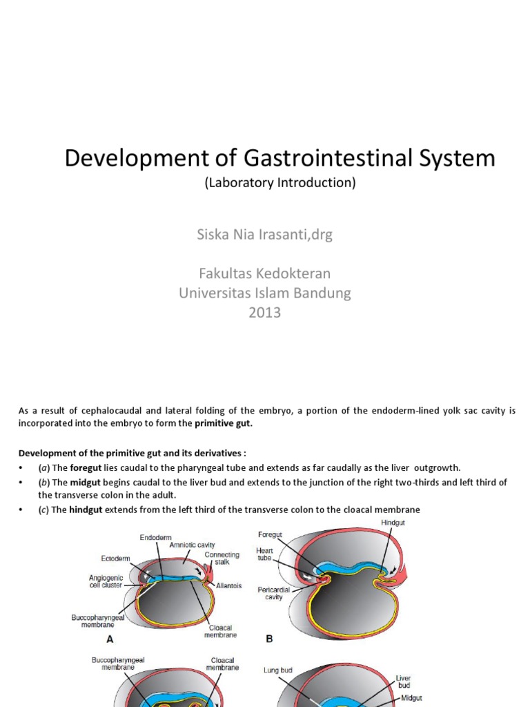 Development of Gastrointestinal System.pptx | Gastrointestinal Tract ...
