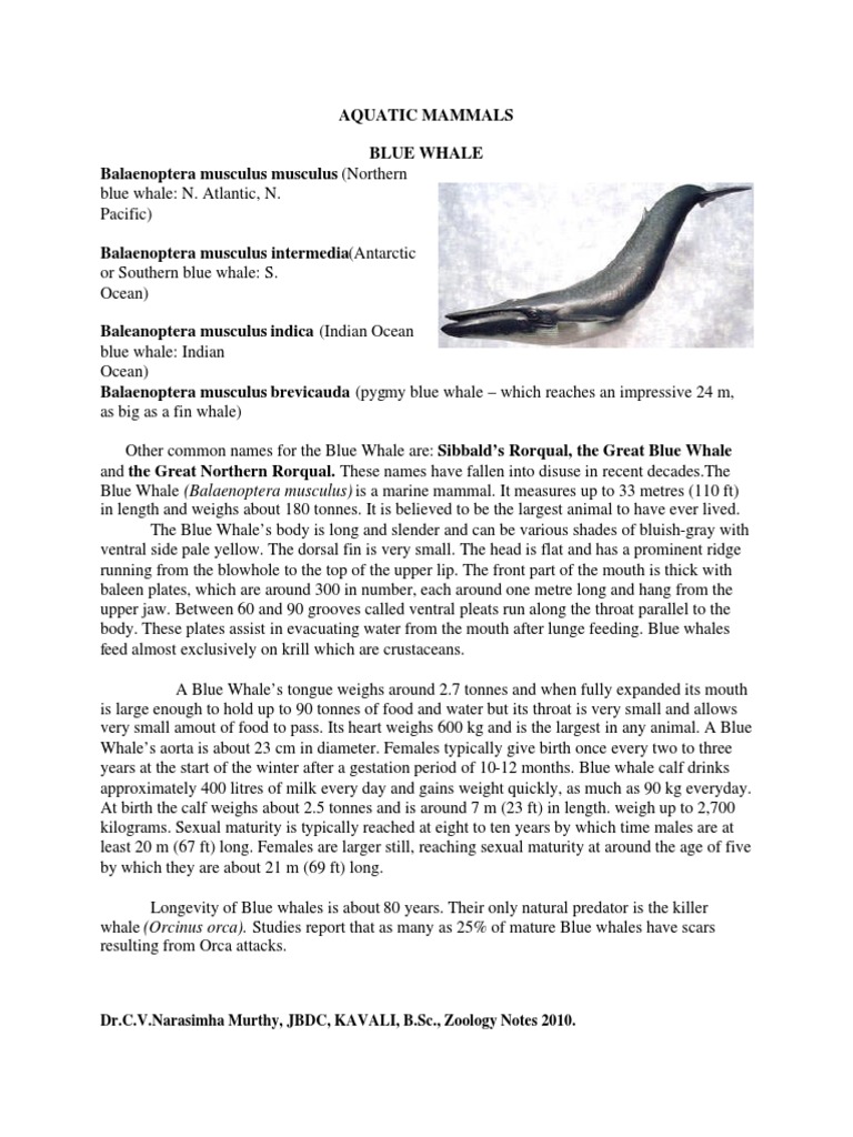 Aquatic Mammals | PDF | Whales | Ungulates