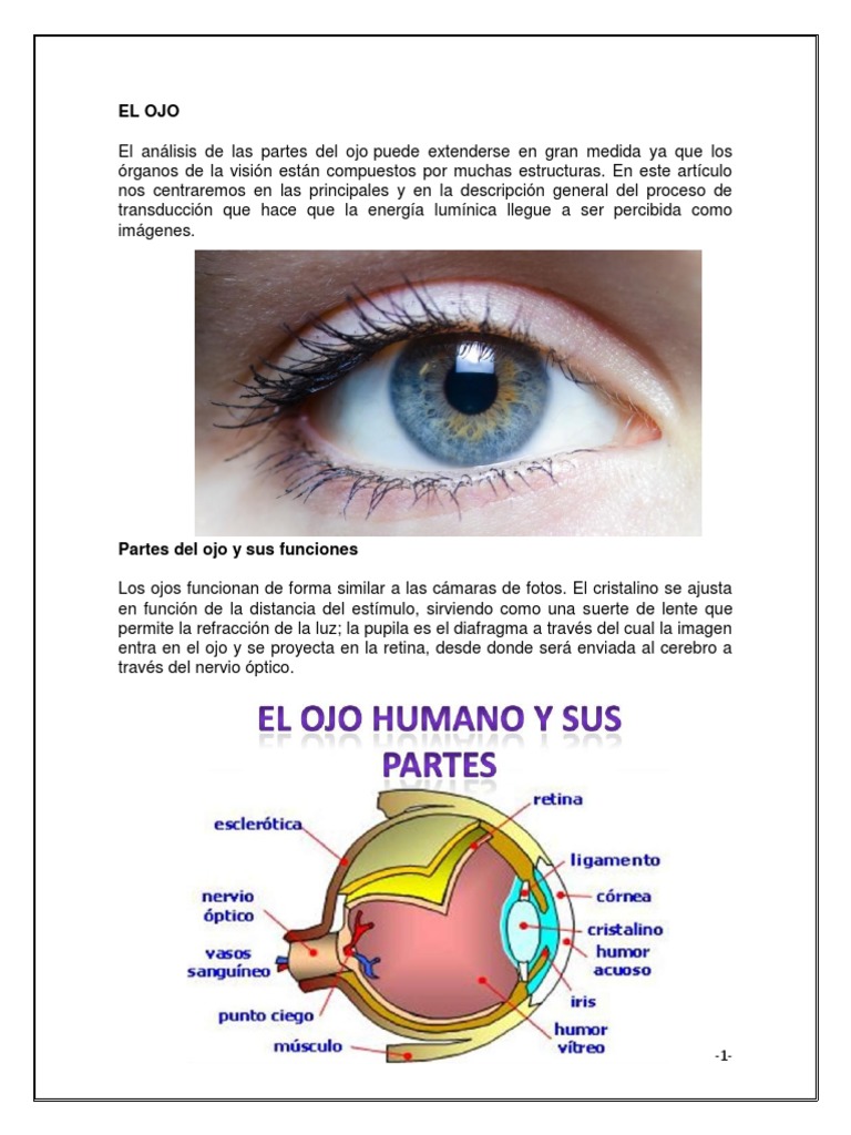 EL OJO Funciones y Partes | PDF | Ojo humano | Ojo