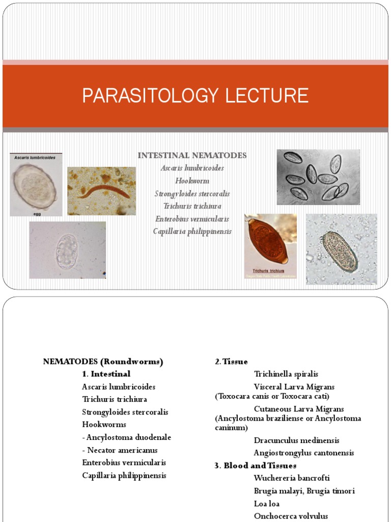 Intestinal Nematodes | Nematode | Anatomy