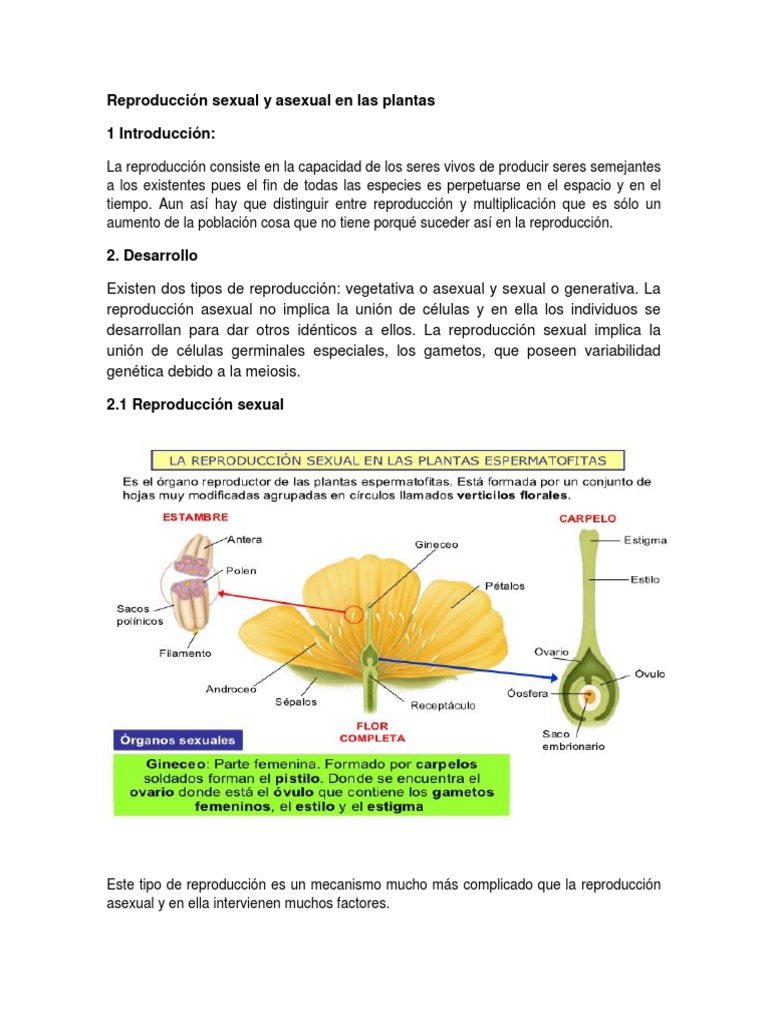 Reproducción Sexual y Asexual en Las Plantas | Espora | Reproducción