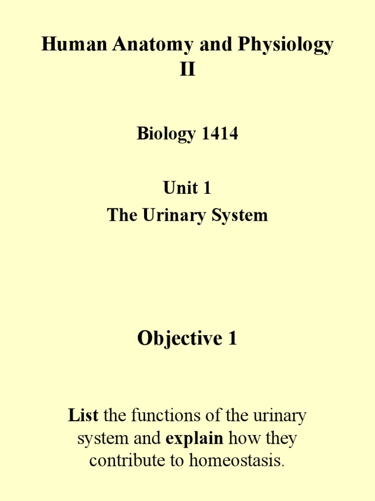 Functions of the Urinary System Explained | PDF | Kidney | Angiotensin