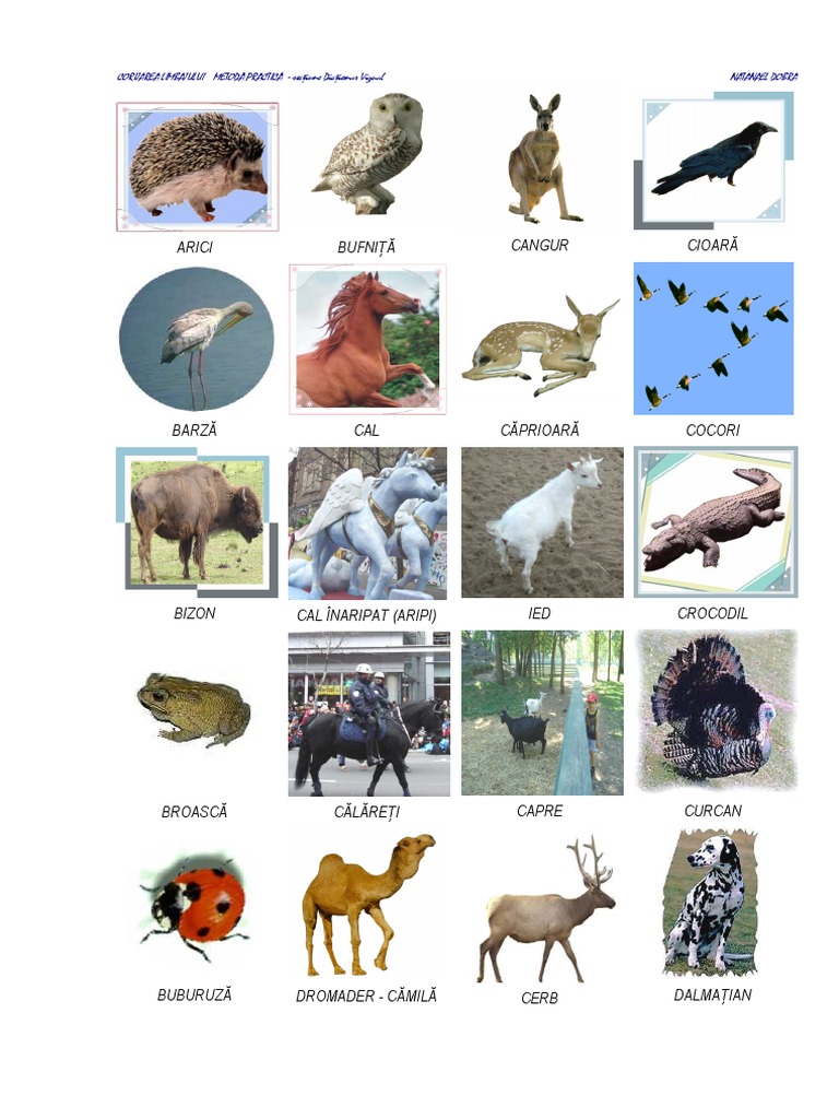 Cartonase Animale PDF | PDF