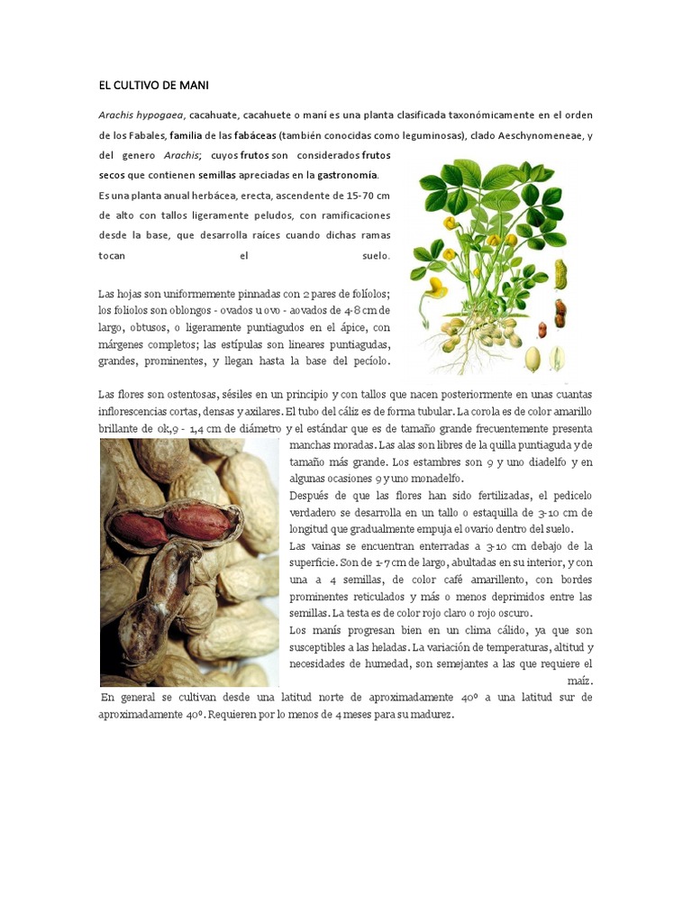 El Cultivo de Mani | PDF | Miseria | Organismos