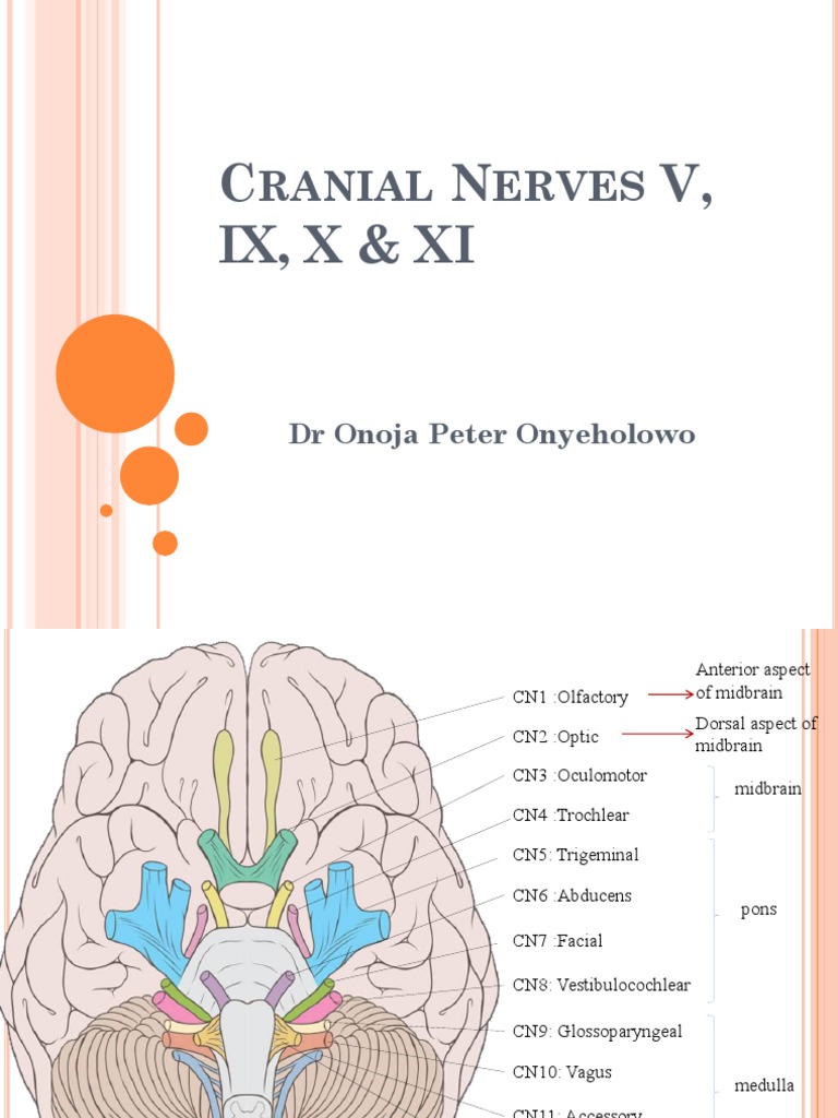 Cranial Nerves V, Ix, X, Xi | PDF | Vagus Nerve | Neuroanatomy