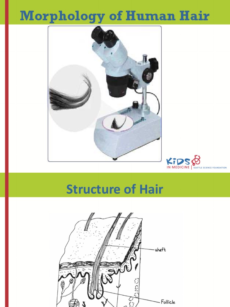 Morphology of Human Hair | PDF | Science & Mathematics