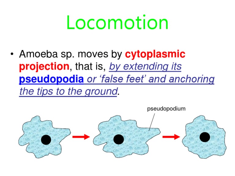Locomotion of Amoeba | PDF