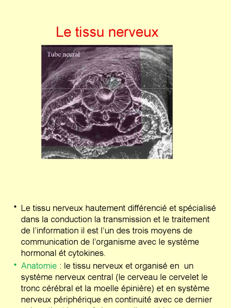 Le Tissu Nerveux | PDF | Système nerveux | Myéline