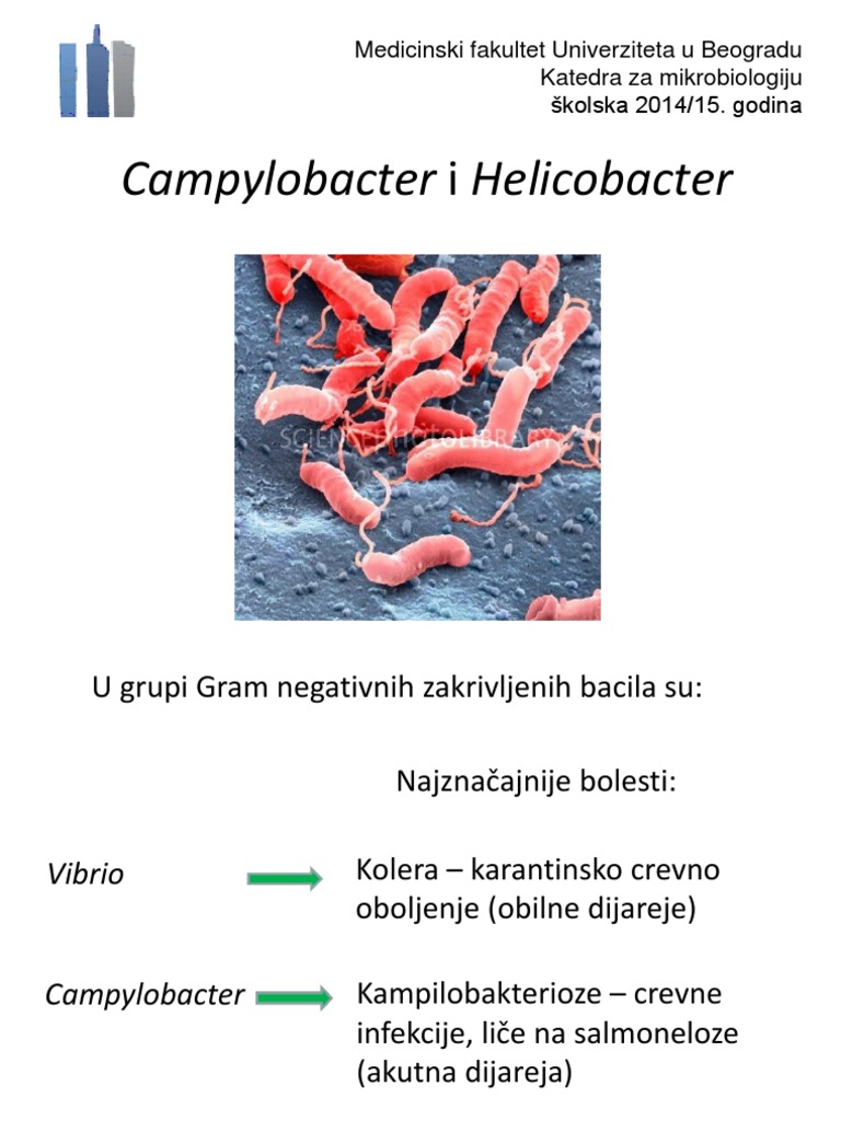 Campylo I Helico Stud 2014 23.12.2014. | PDF