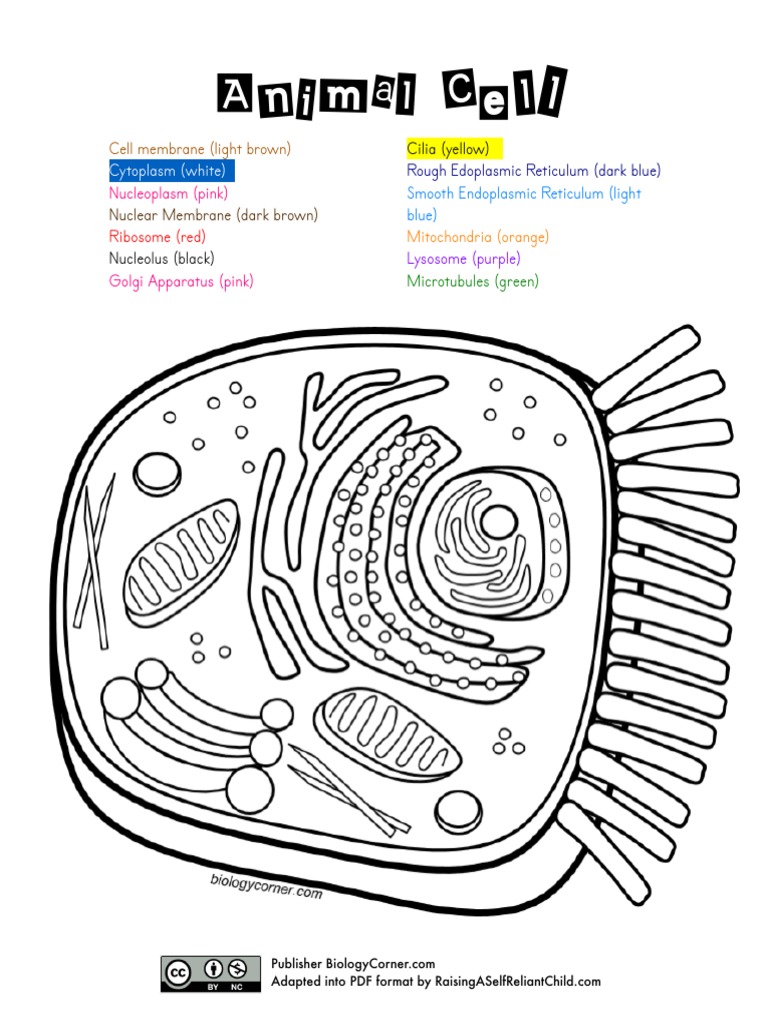 Animal Cell Coloring Page | PDF
